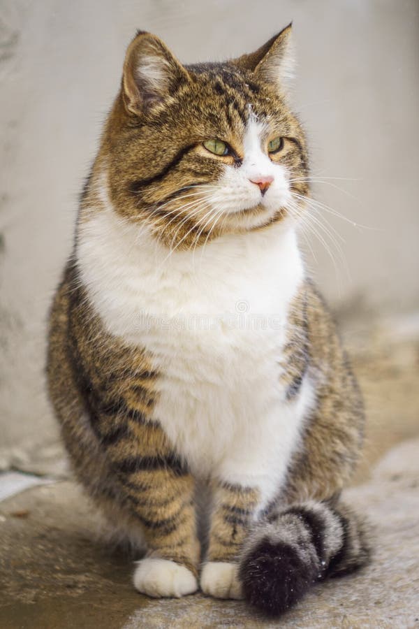 1,030 Sitzende Katze Fotos - Kostenlose und Royalty-Free Stock-Fotos ...