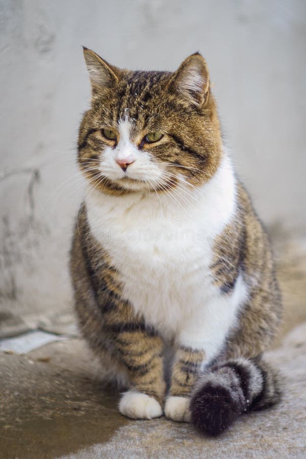 1,030 Sitzende Katze Fotos - Kostenlose und Royalty-Free Stock-Fotos ...