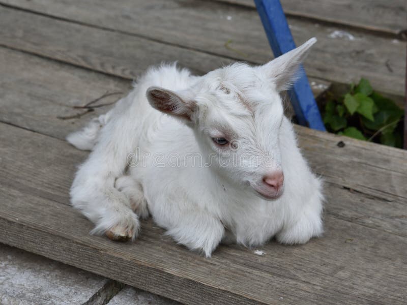 Nette Baby-Ziege stockbild. Bild von bauernhof, herbivorous - 89591049