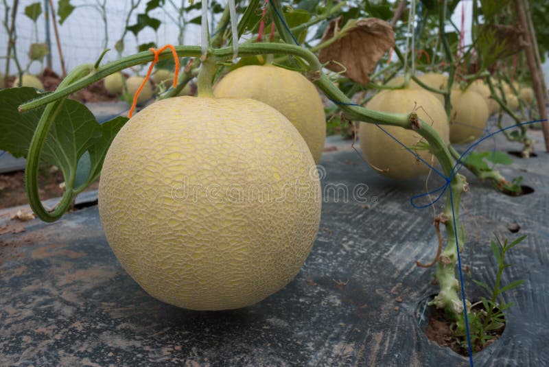 Netted melon stock photo. Image of agriculture, netted - 46132414