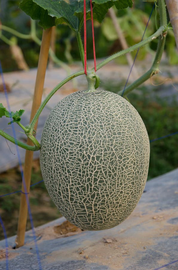 Netted melon stock photo. Image of agriculture, netted - 46132414