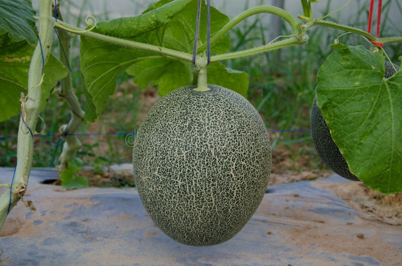 Netted Melon Skin Close Up Background. Stock Photo - Image of food ...