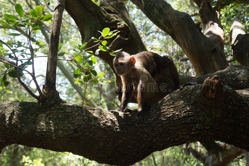 Netter Affe, Der Auf Einem Baum Sitzt Stockbild - Bild von wald, bäume ...