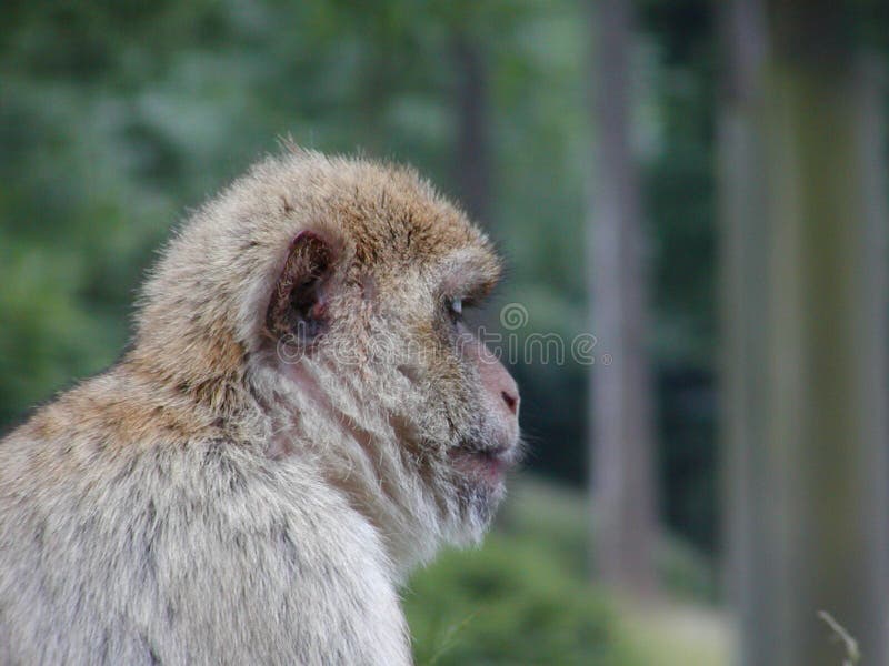 Netter Fallhammer stockbild. Bild von holz, affe, augen - 204443