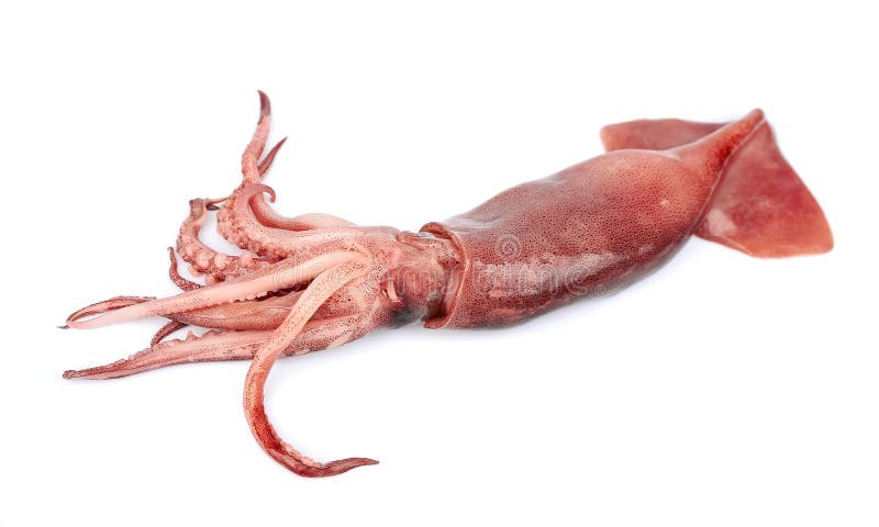 Fresh Squid on the Market for Sale. White Raw Squid Seafood in Fresh ...