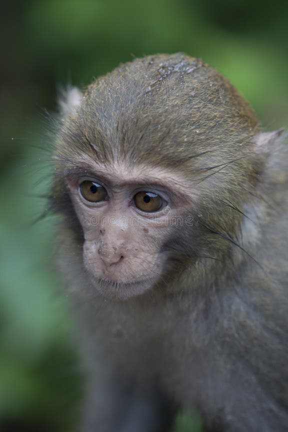 Netter junger Fallhammer stockfoto. Bild von tier, jung - 22982616