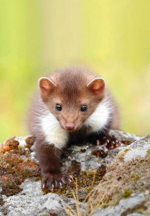 Netter junger Marder stockfoto. Bild von raub, entzückend - 74970876