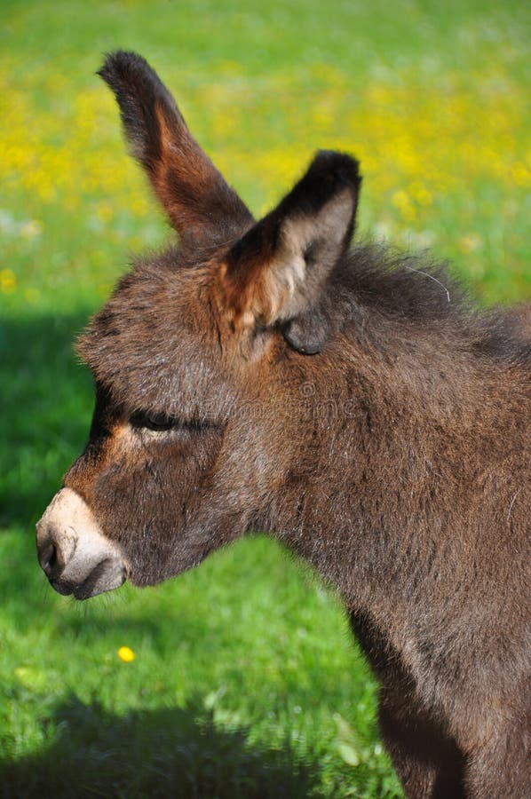 Kleiner brauner Esel stockfoto. Bild von bauernhof, tier - 46213342