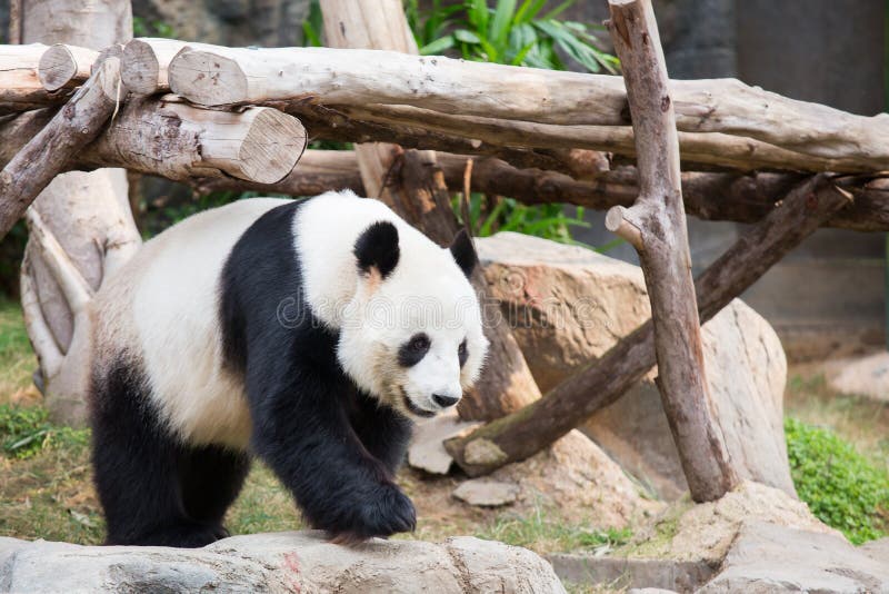 Netter Panda Bear stockbild. Bild von augen, panda, fett - 36414729