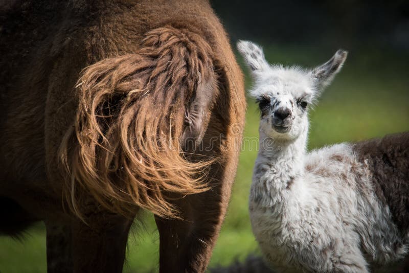Ein Mutterlama Und Ihr Babylama Im Altiplano in Bolivien Stockfoto ...
