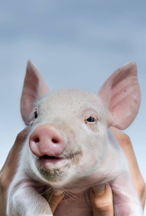 Nettes Ferkel stockbild. Bild von zicklein, schätzchen - 33753961
