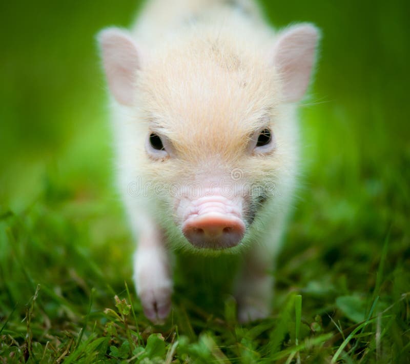 Schwein, Ferkel stockbild. Bild von pink, ohren, ferkel - 1893991