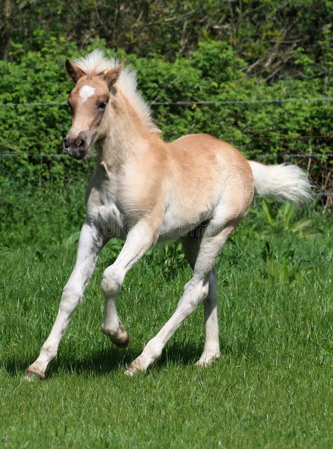 Haflinger-Fohlen-Kopf-Schuss Stockbild - Bild von landschaft, tier ...