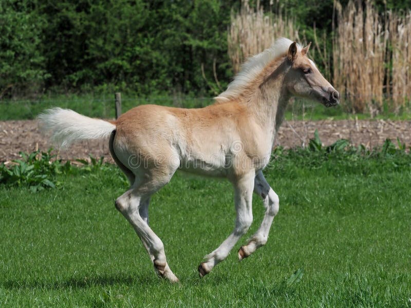 Haflinger-Fohlen-Kopf-Schuss Stockbild - Bild von landschaft, tier ...