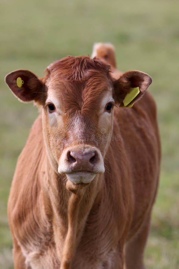 Kalb stockfoto. Bild von haar, wiese, bauernhof, kalb - 9033028
