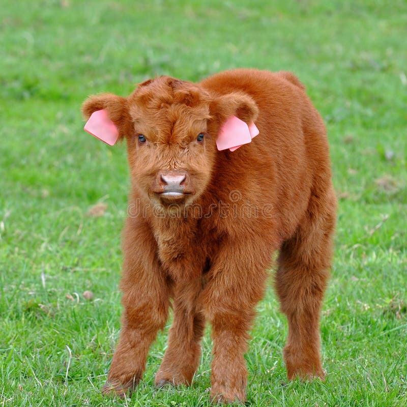 Nettes Kalb Des Hochlandviehs Stockfoto - Bild von gras, kalb: 19734326