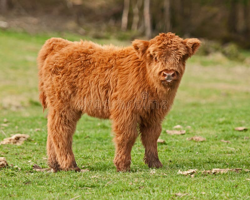 Süßes Kalb Von Hochlandrindern Stockbild - Bild von entzückend, nave ...