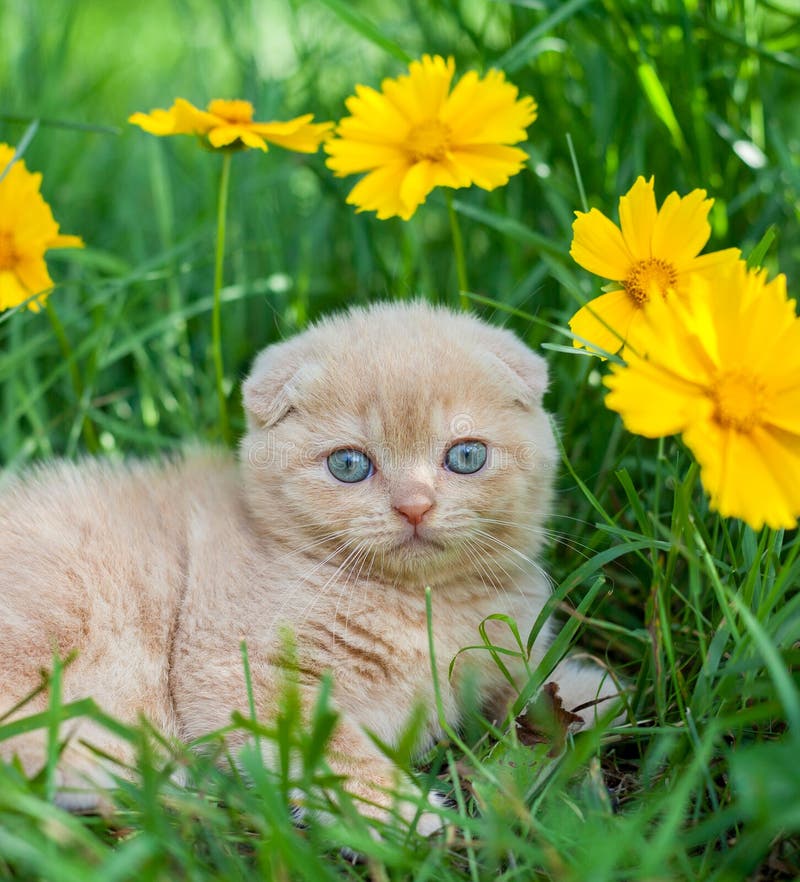Katze Der Blumenwiese Stock-Fotos - Laden Sie 28 Royalty-Free Fotos ...