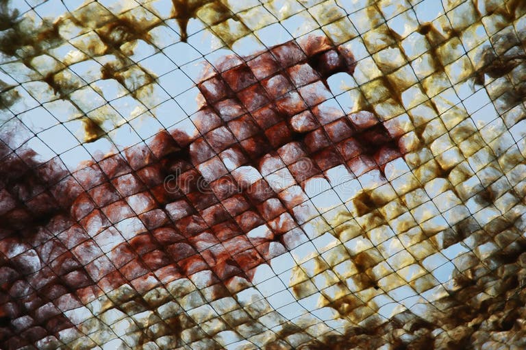 1,730 Grey Netting Stock Photos - Free & Royalty-Free Stock Photos from ...