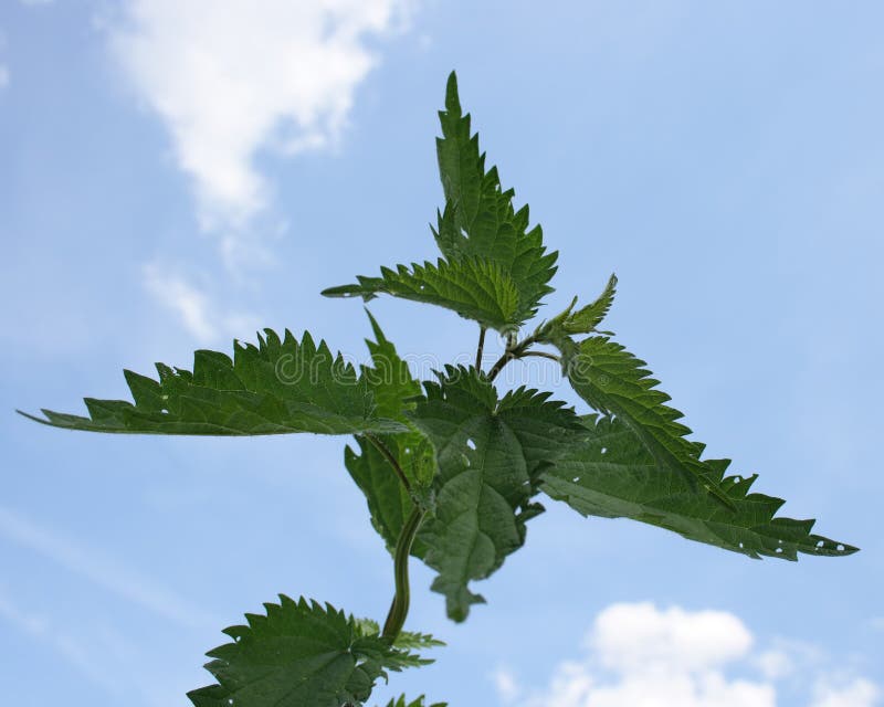 Nettle stock photo. Image of medicine, freshness, stinging - 15541136