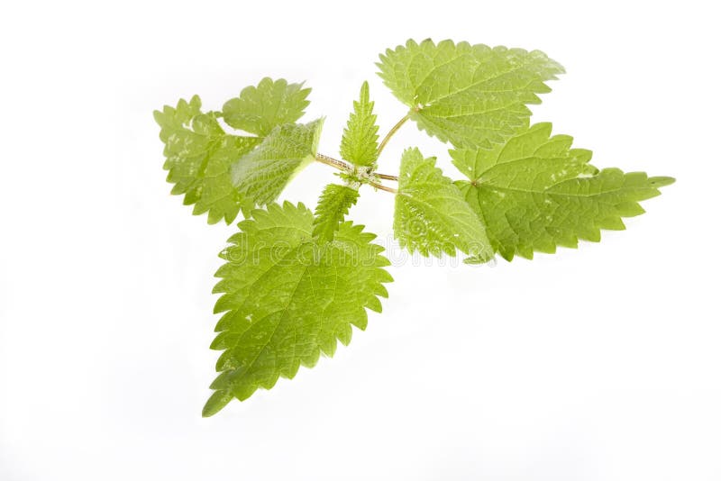 Nettle stock image. Image of branch, flora, nettle, floral - 16009537