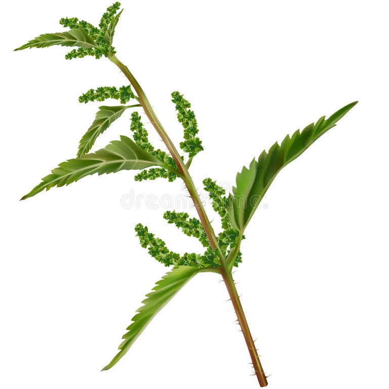 Nettle Vector Stock Illustrations – 1,439 Nettle Vector Stock ...