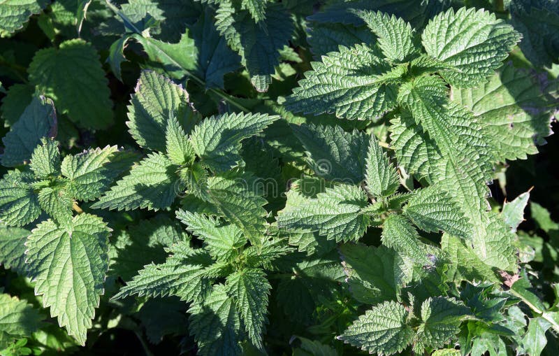 The Nettle stock image. Image of baked, nettle, iron - 79959299