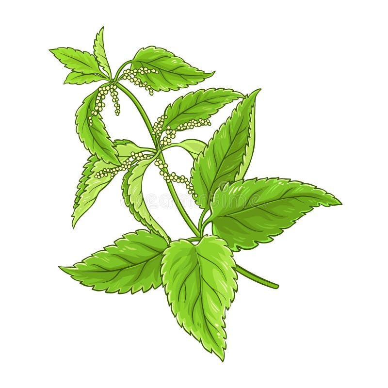 Nettle Branch Colored Detailed Illustration. Stock Vector ...