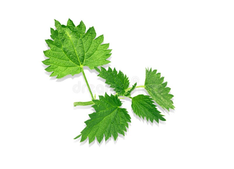 Nettle Branch Isolated on White Background, Clipping Path, Full Depth ...
