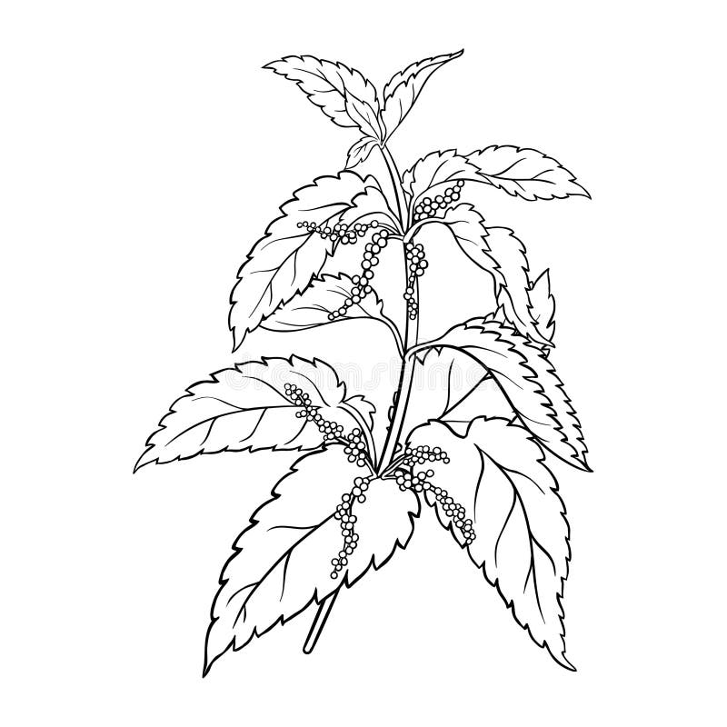 Nettle Branch with Leaves Outline Illustration Stock Illustration ...