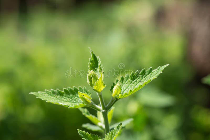 Nettle Branch in a Summer Garden Stock Image - Image of garden, warmly ...