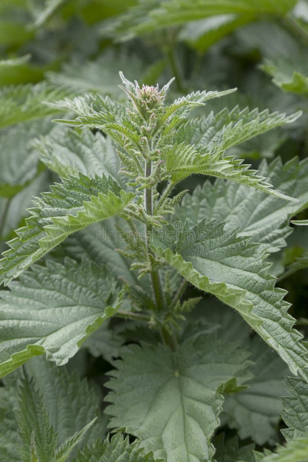 Nettle bud stock photo. Image of close, frame, nettles - 28715130