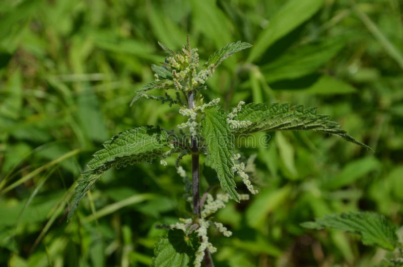Nettle, burning grass stock photo. Image of stinging - 226607210