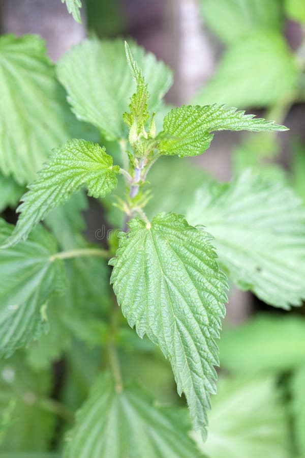 Nettle stock image. Image of herbal, stinging, stalk - 31967797