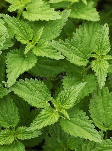 Nettle stock photo. Image of full, plant, weed, vertical - 32525184