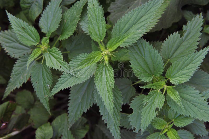 Nettle stock image. Image of bush, nettle, plant, fresh - 75816053