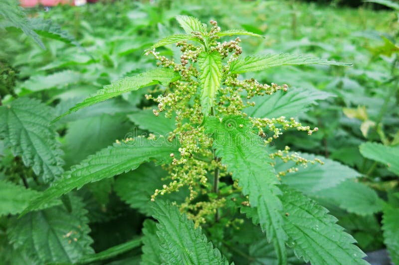 Nettle dioecious flowering stock photo. Image of healthy - 259589922