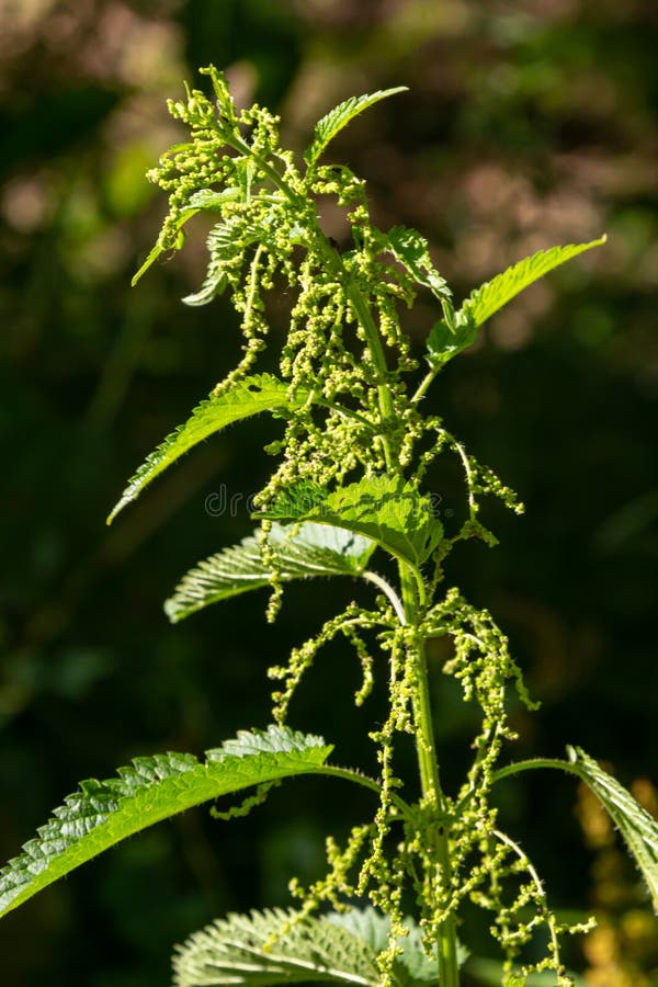 The Nettle Dioecious Urtica Dioica with Green Leaves Grows in Natural ...