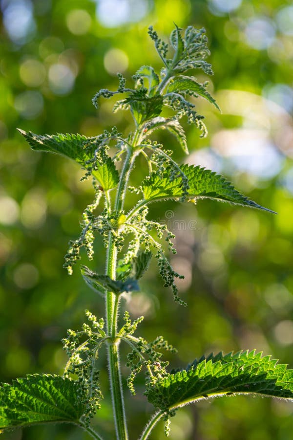 The Nettle Dioecious Urtica Dioica with Green Leaves Grows in Natural ...