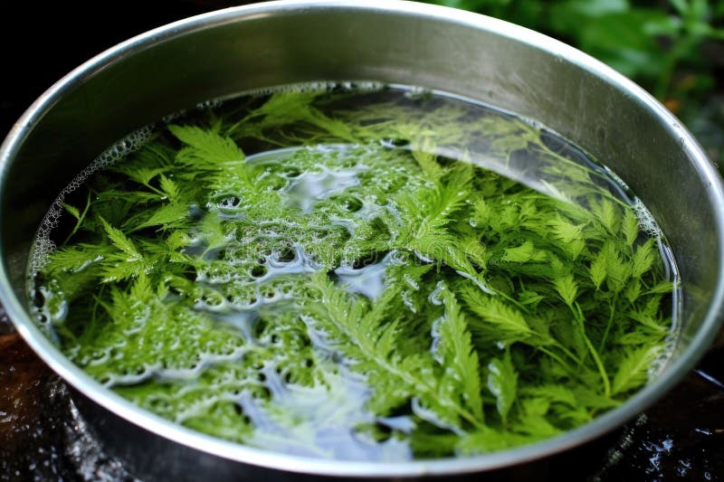 Nettle Fibers Soaking in Water for Softening Stock Photo - Image of ...