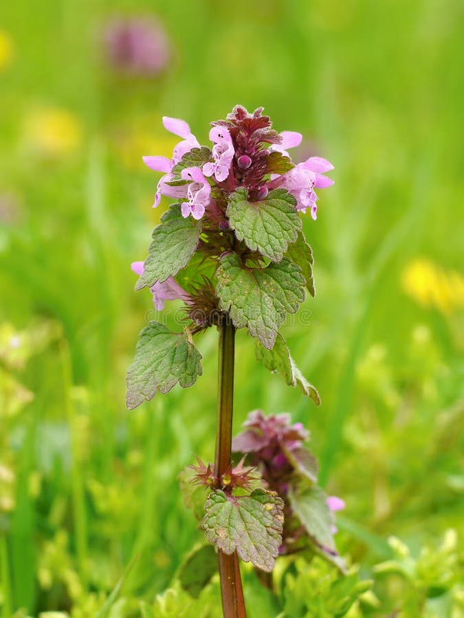 Nettle flower purple stock photo. Image of summer, nature - 70376470