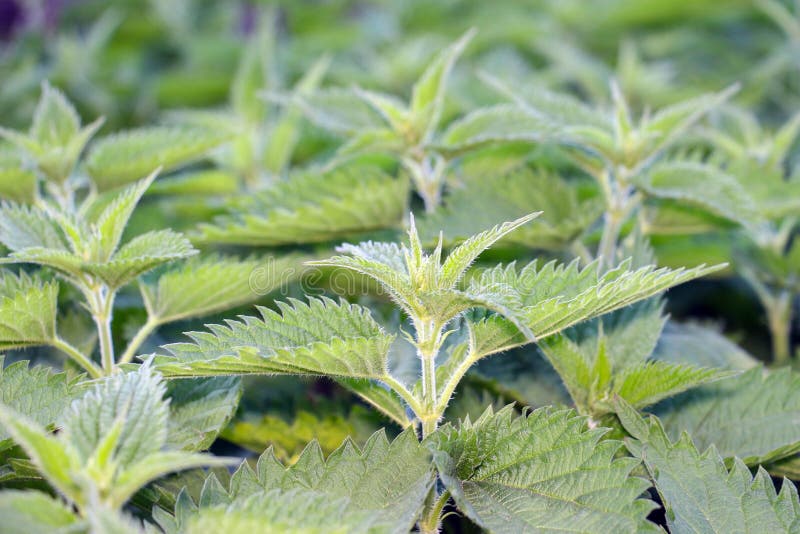 Nettle in a garden stock image. Image of natural, overgrowt - 69969897