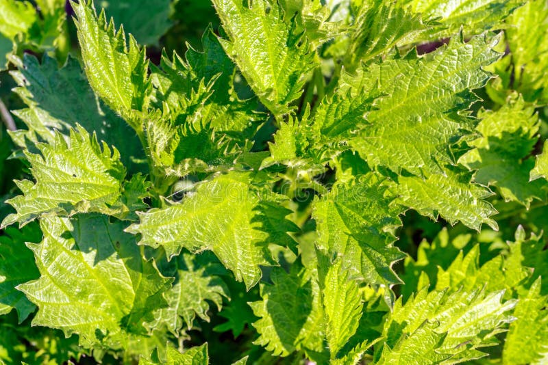 Nettle Grass in the Sun at Sunset Stock Photo - Image of botany, stalks ...