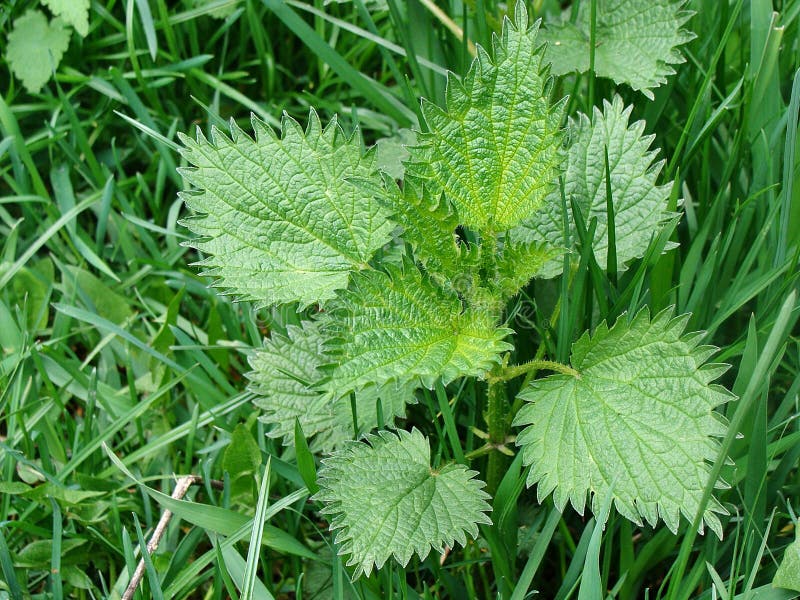 Nettle in the grass stock image. Image of leaf, sting - 39971597