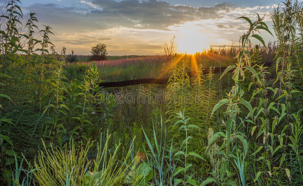 Nettle Grass in the Sun at Sunset Stock Photo - Image of botany, stalks ...