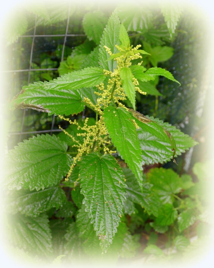 Nettle. Green Leave in the Garden, in Springtime Stock Photo - Image of ...