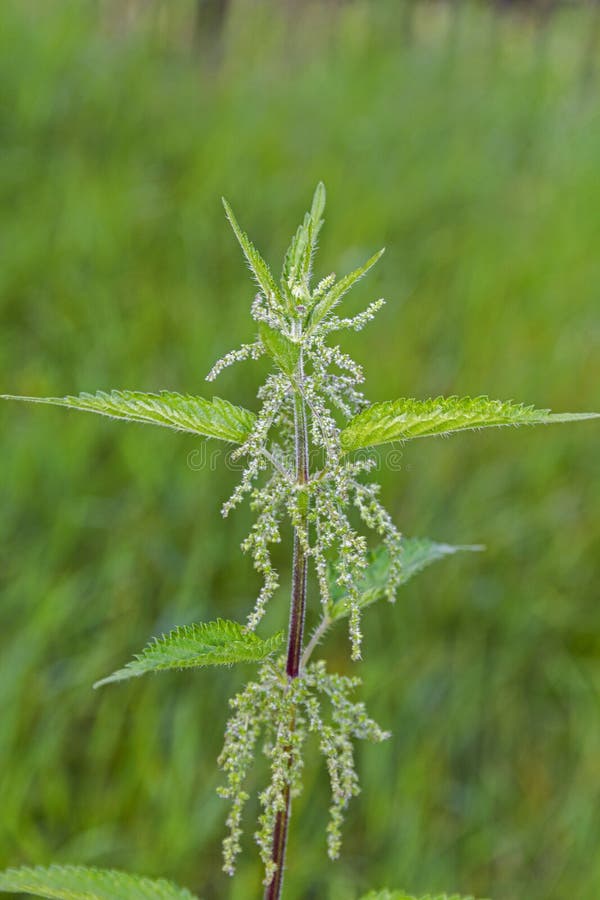 Nettle herb in bloom stock photo. Image of leaf, herb - 49391450