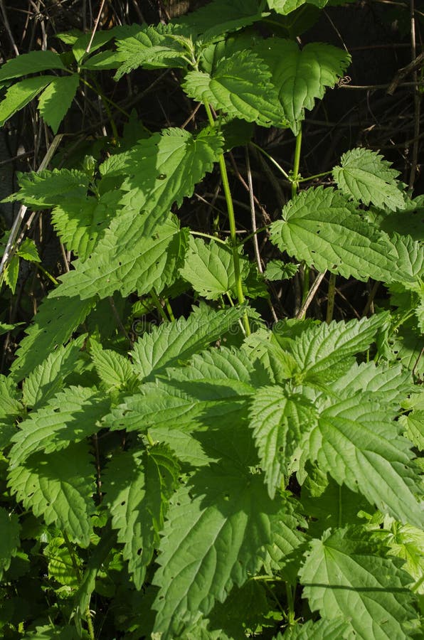 Stinging nettle field stock image. Image of background - 7847461