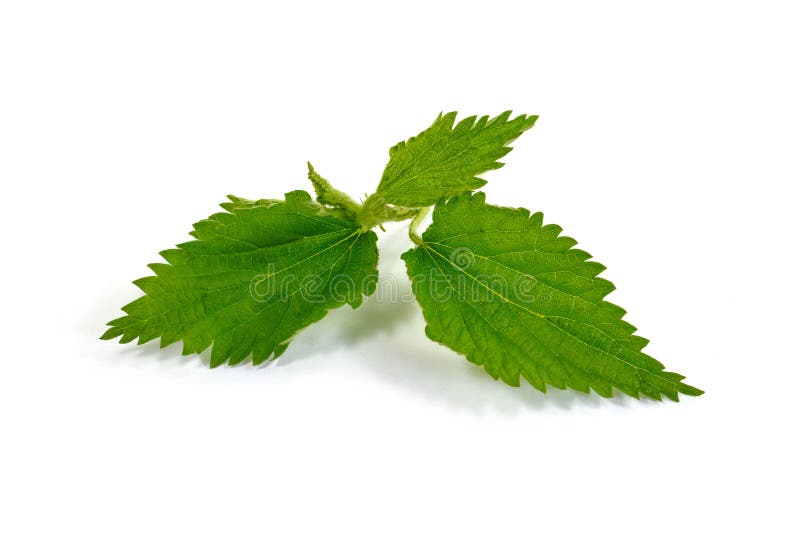 Nettle Isolated on a White Background Stock Photo - Image of single ...
