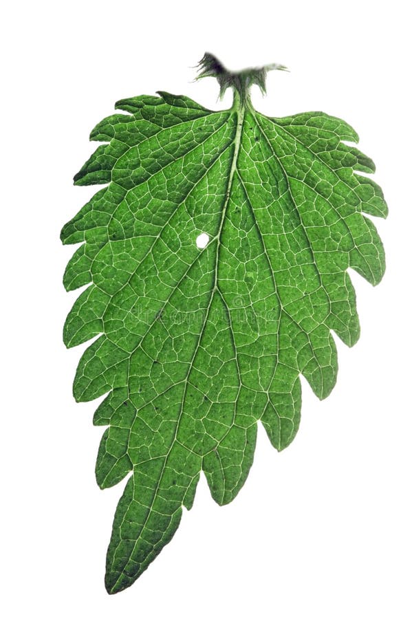 Nettle leaf stock image. Image of herbal, leaf, medical - 14608877